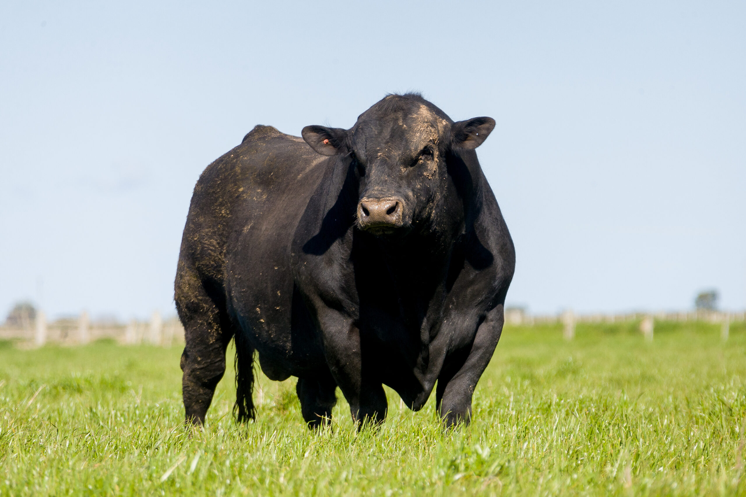 Angus divulga Selo de Seleção - Canal do Criador