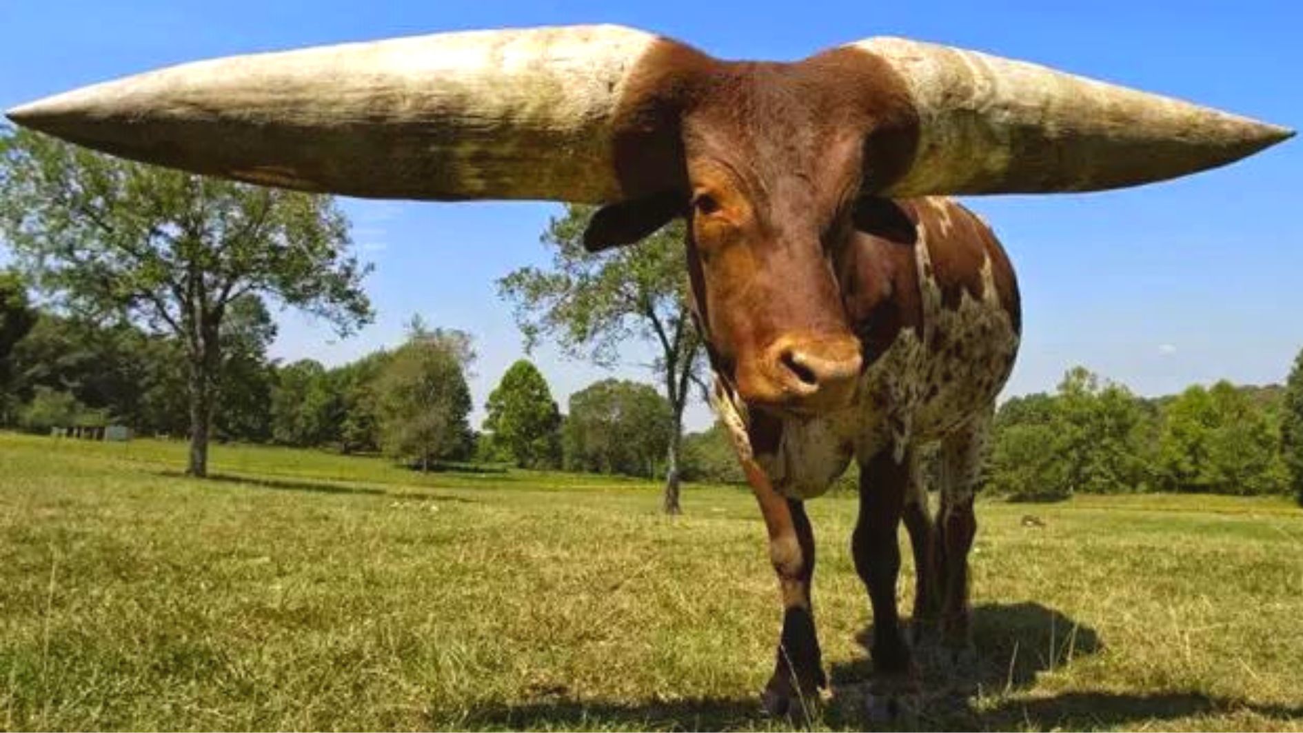 Watusi, o boi com a maior circunferência de chifres do mundo - Canal do ...